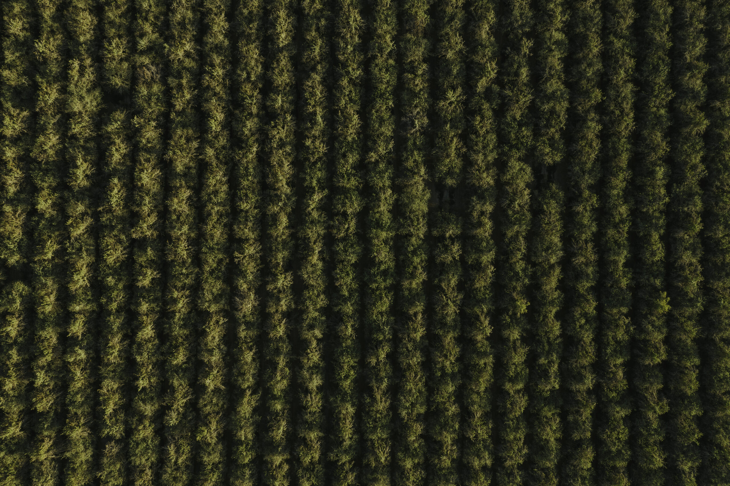 April 2021 Almond Market Update - Treehouse California Almonds