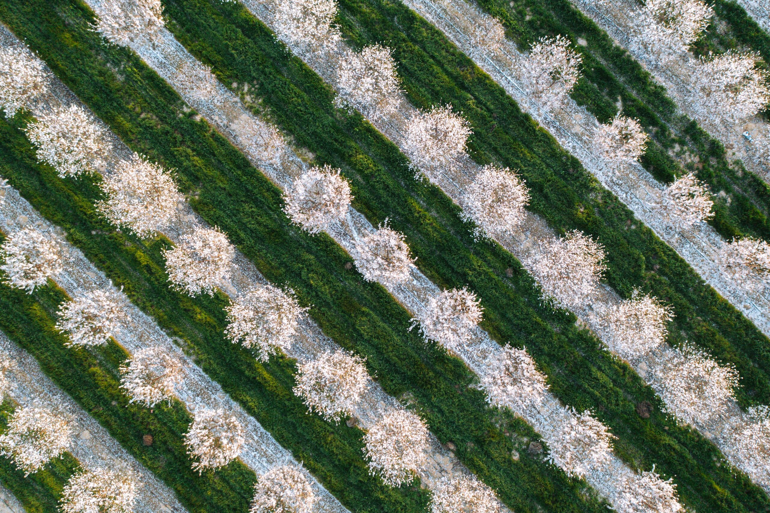 Treehouse Almond Market Update - April 11th, 2023 - Treehouse ...