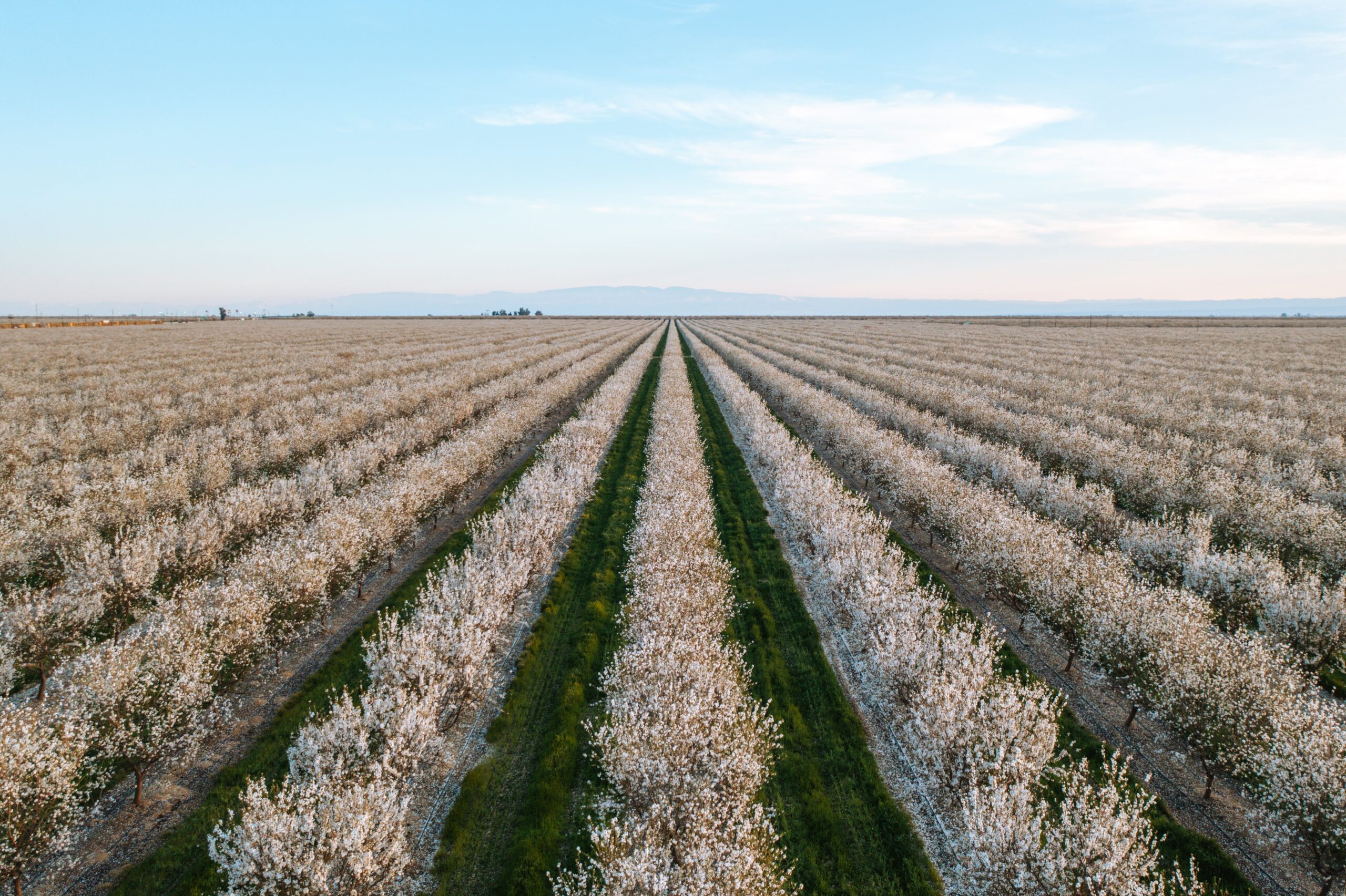 Treehouse Almond Market Update - September 9th, 2022 - Treehouse ...