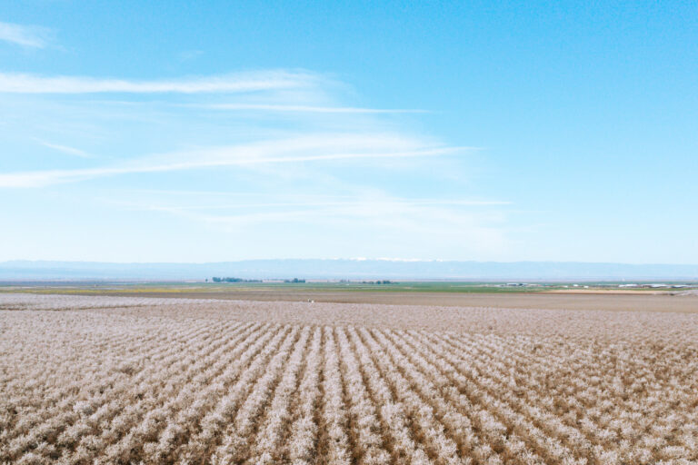 Hull Split: The Almond Harvest is Coming - Treehouse California Almonds